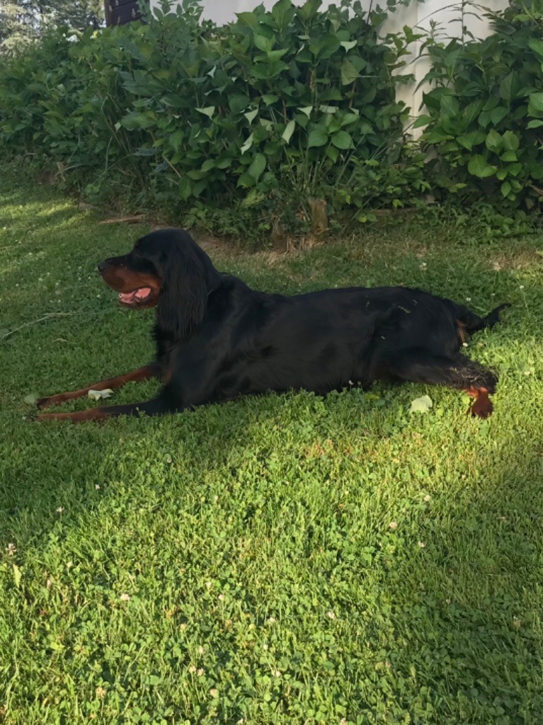 Accueil - Elevage De La Forêt De Blanchefort - Eleveur de chiens Setter ...
